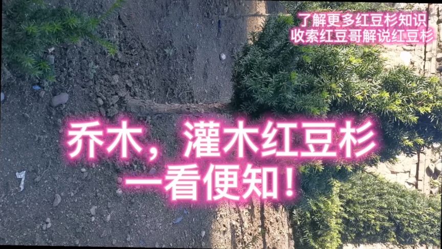很多红豆杉爱好者,研究红豆杉多年,却分不清乔木灌木红豆杉