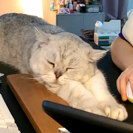 这里有个熊在失眠 