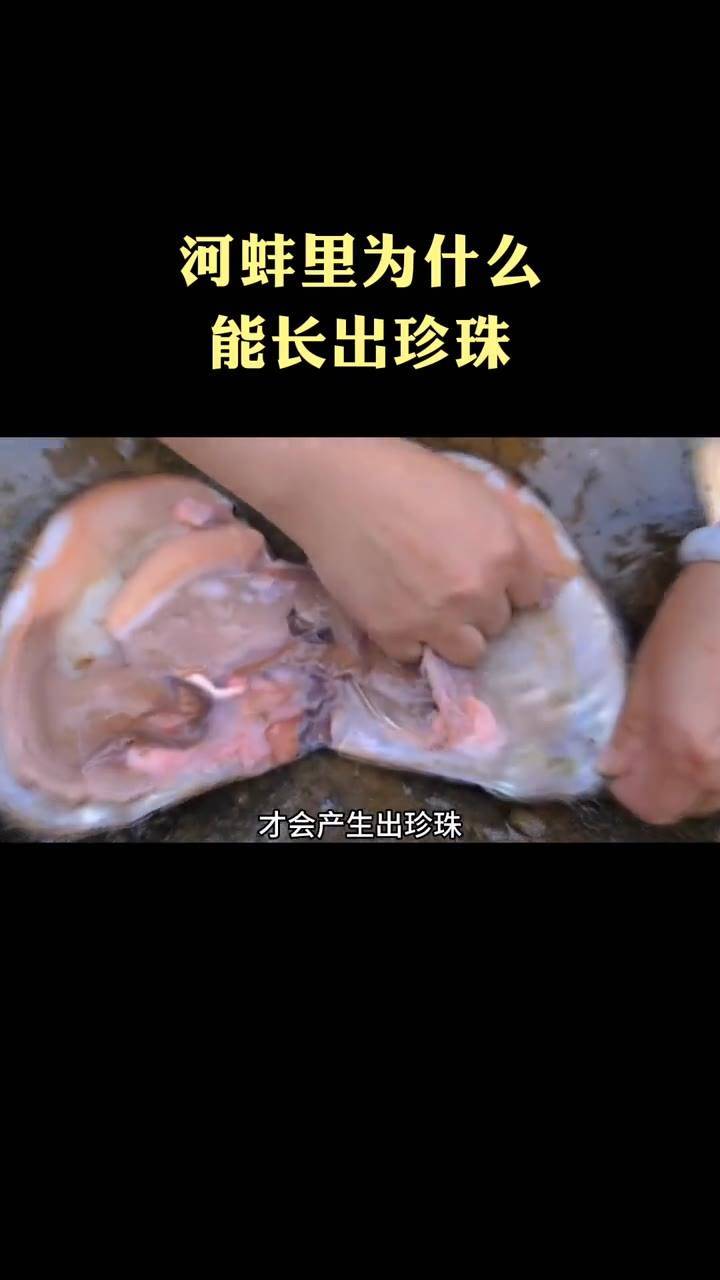 河蚌里为什么能长出珍珠?