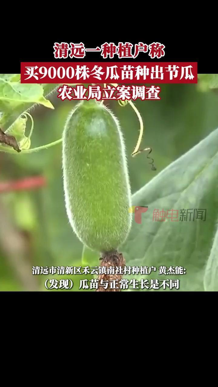 据悉,两种瓜的叶藤相似,但是种植、管理方式不同,因此种植户现时种出...
