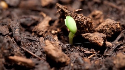 植物的生长过程,生命的奇迹就是这样的壮观