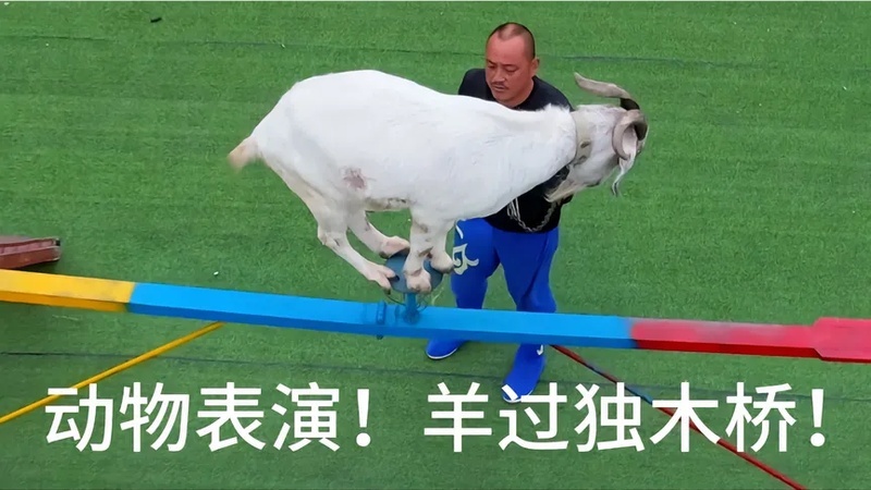 动物表演!羊过独木桥和转盘!