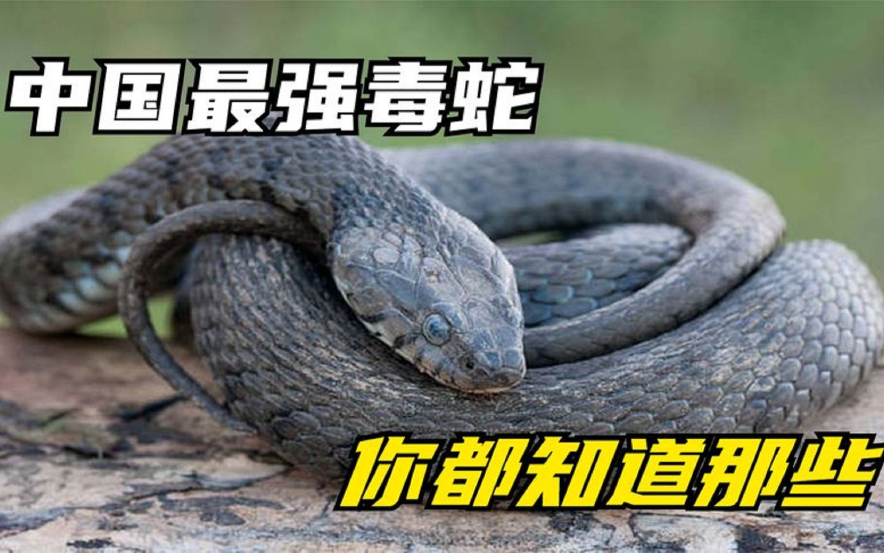 中国十大毒蛇排行榜—(下)