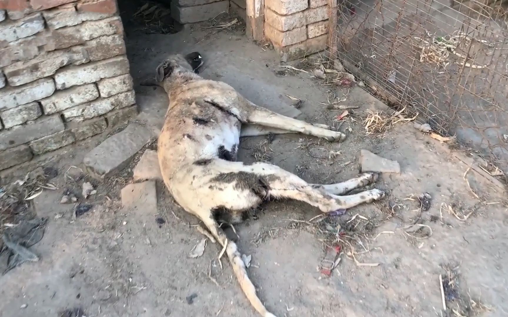 农村大叔养上百条细犬,6个月的狗崽被一群大狗活活咬死,真凶猛