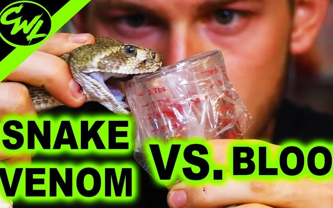 蛇的毒液和人的血液混在一起会怎么样?狼叔实验室
