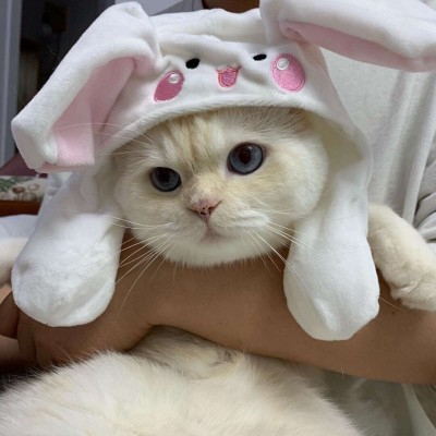 草莓味大头儿子 