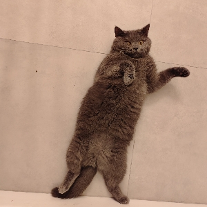 老北京肥腻镜中股 