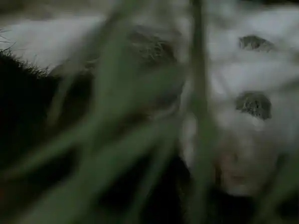 第十回:萌态十足的小熊猫崽崽