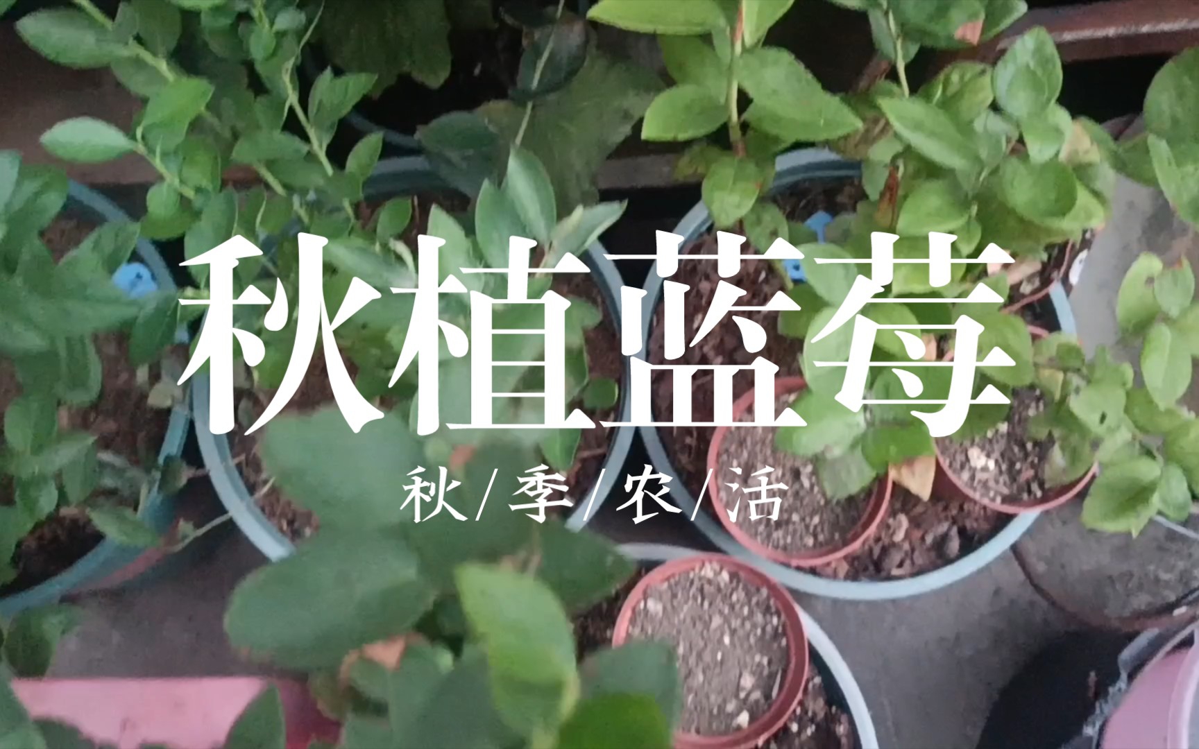 一起秋植蓝莓吧,修剪➕上盆记录