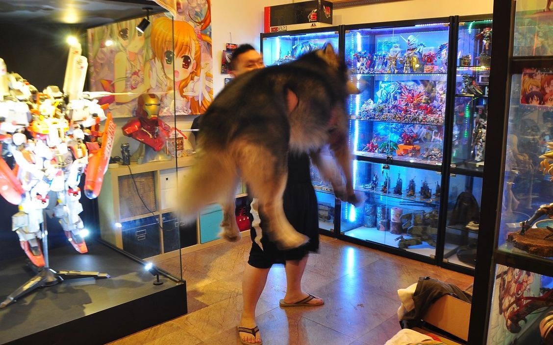 家里养一只140斤的阿拉斯加的日常