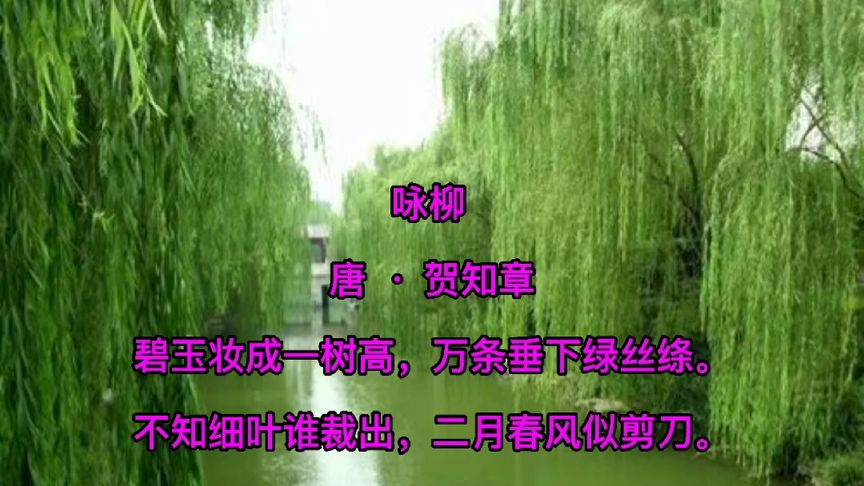 《咏柳》古诗教学,九岁猪小侠教你学古诗,表达了诗人热爱春天