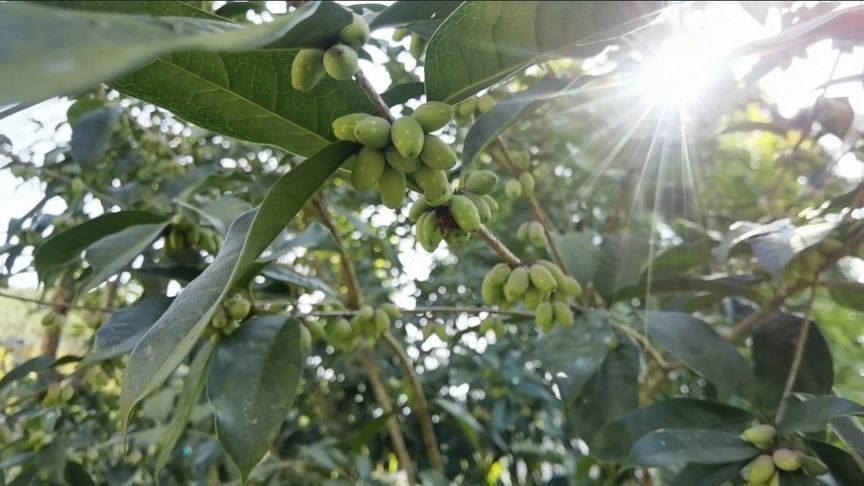 到处都有桂花,也都看过桂花开,但桂花果实有见过吗?