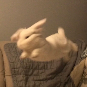 Jix季湘 