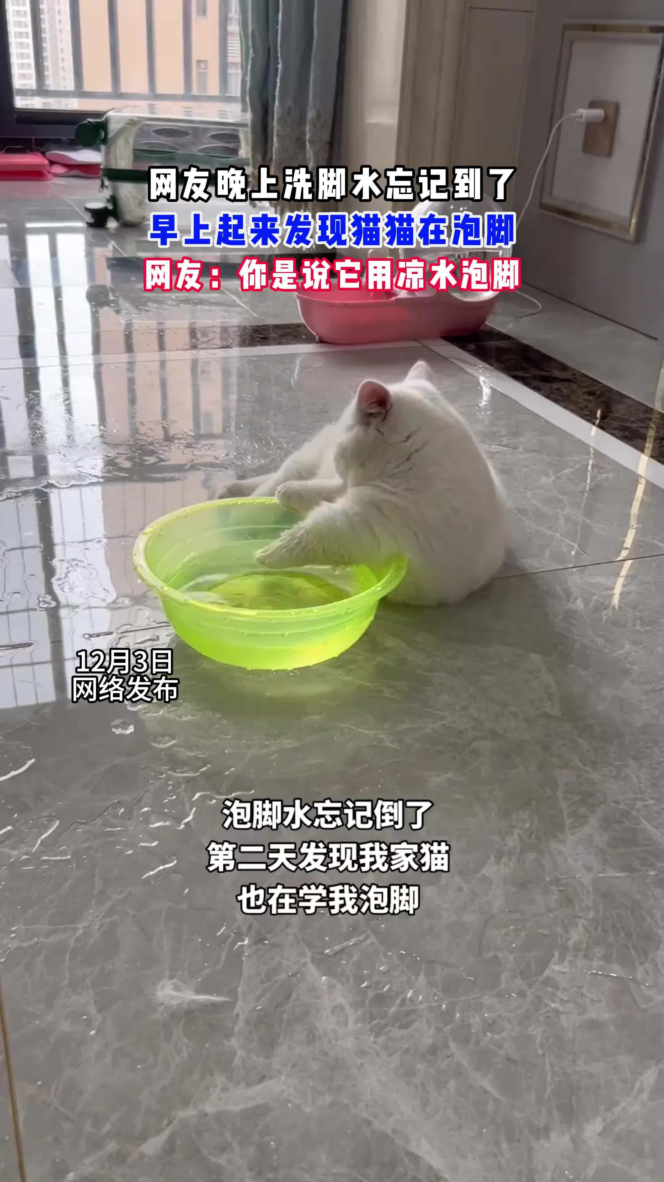 网友晚上洗脚水忘记到了,早上起来发现猫猫在泡脚