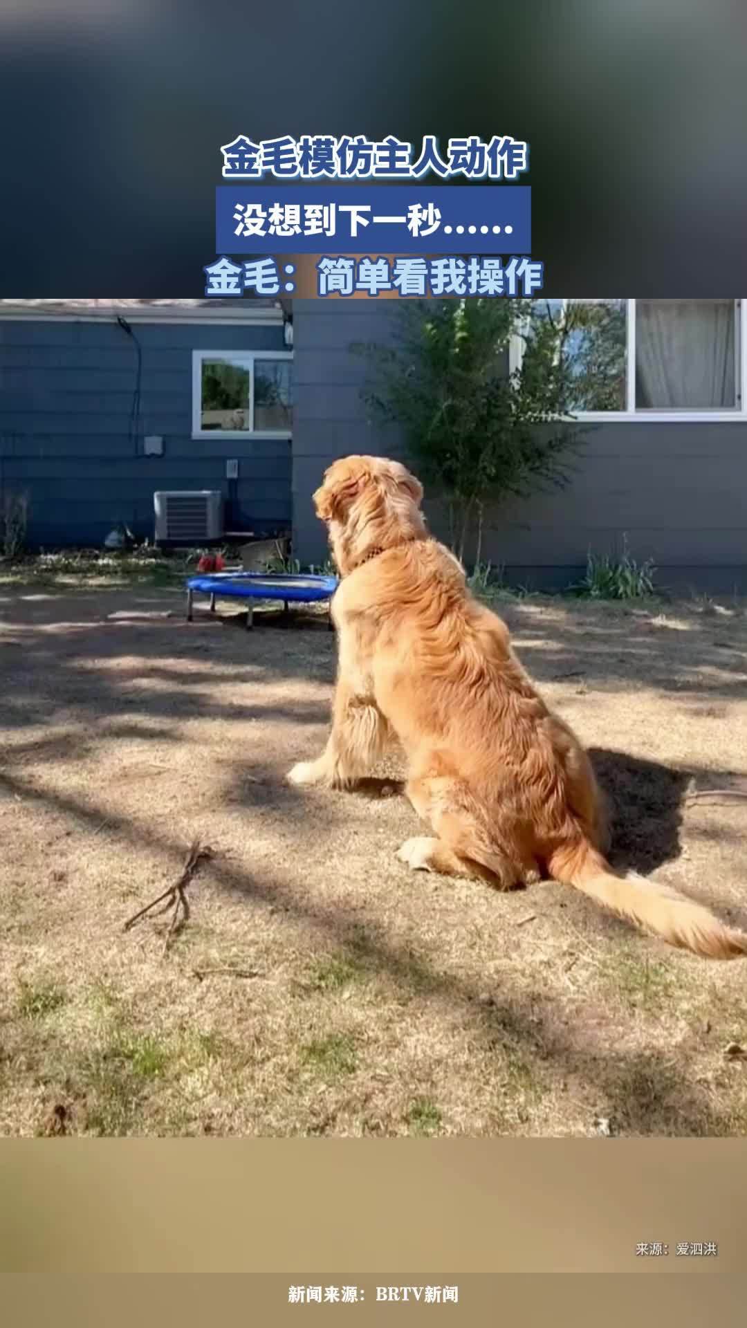 金毛模仿主人动作,没想到下一秒.金毛:简单看我操作