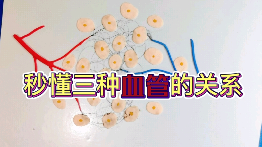 秒懂三种血管的关系