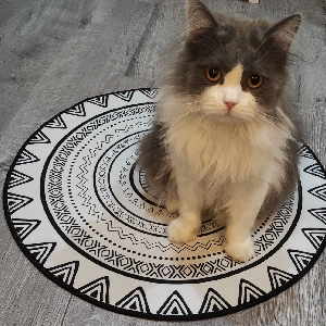 桃夭和桃夭夭儿 