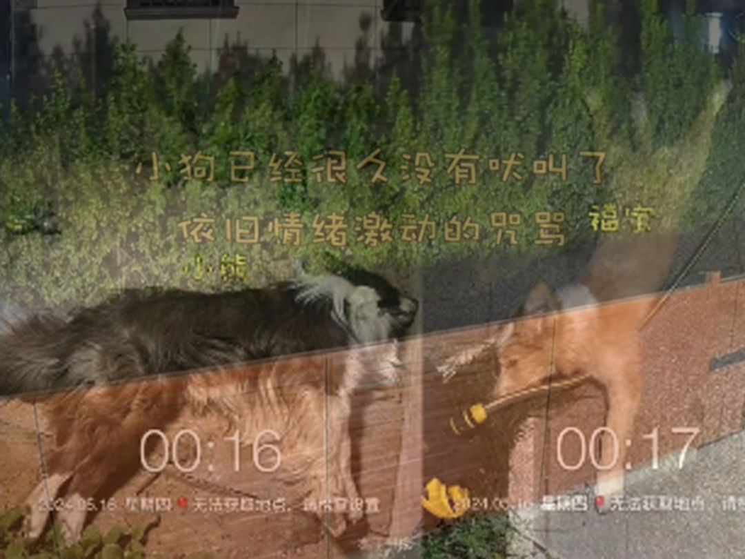 网络热门宠物事件鉴定1——小熊和福宝被投毒,我也发声,还想解决问题