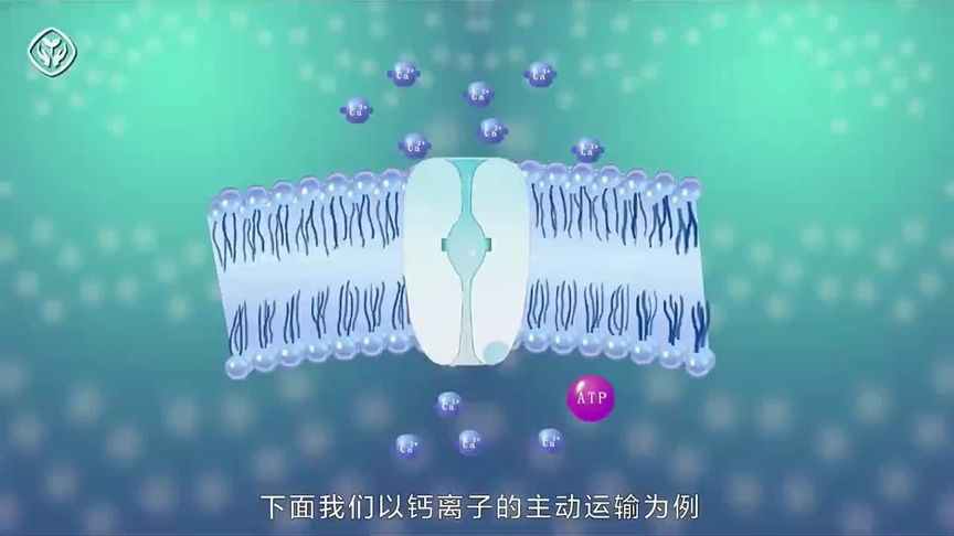 钙离子主动运输