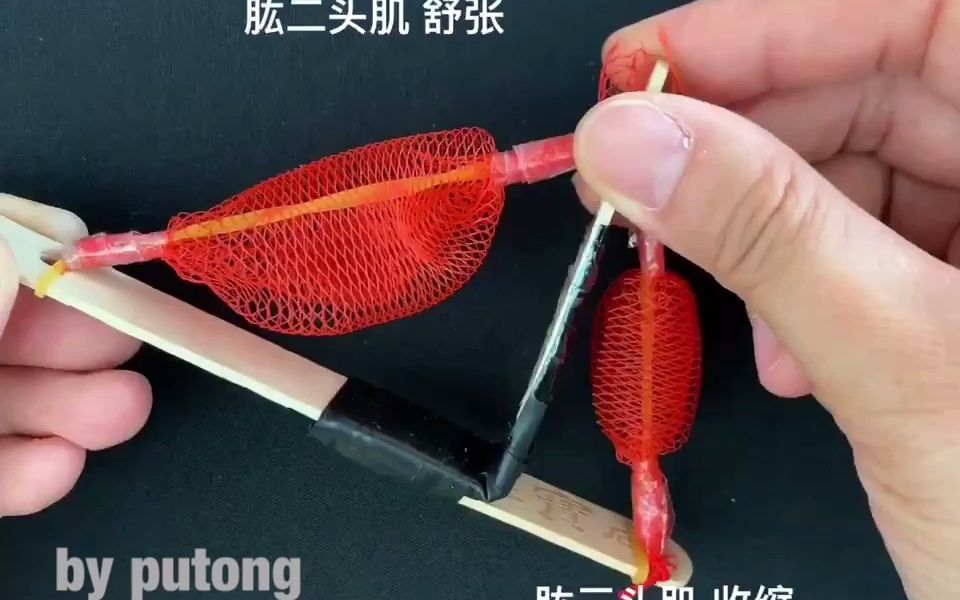 视频6-屈肘伸肘模型