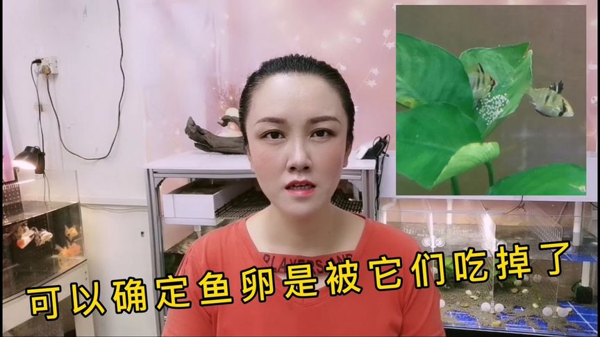 一星期也没见荷兰凤凰球带小鱼出来,确定鱼卵是被它们吃掉了。