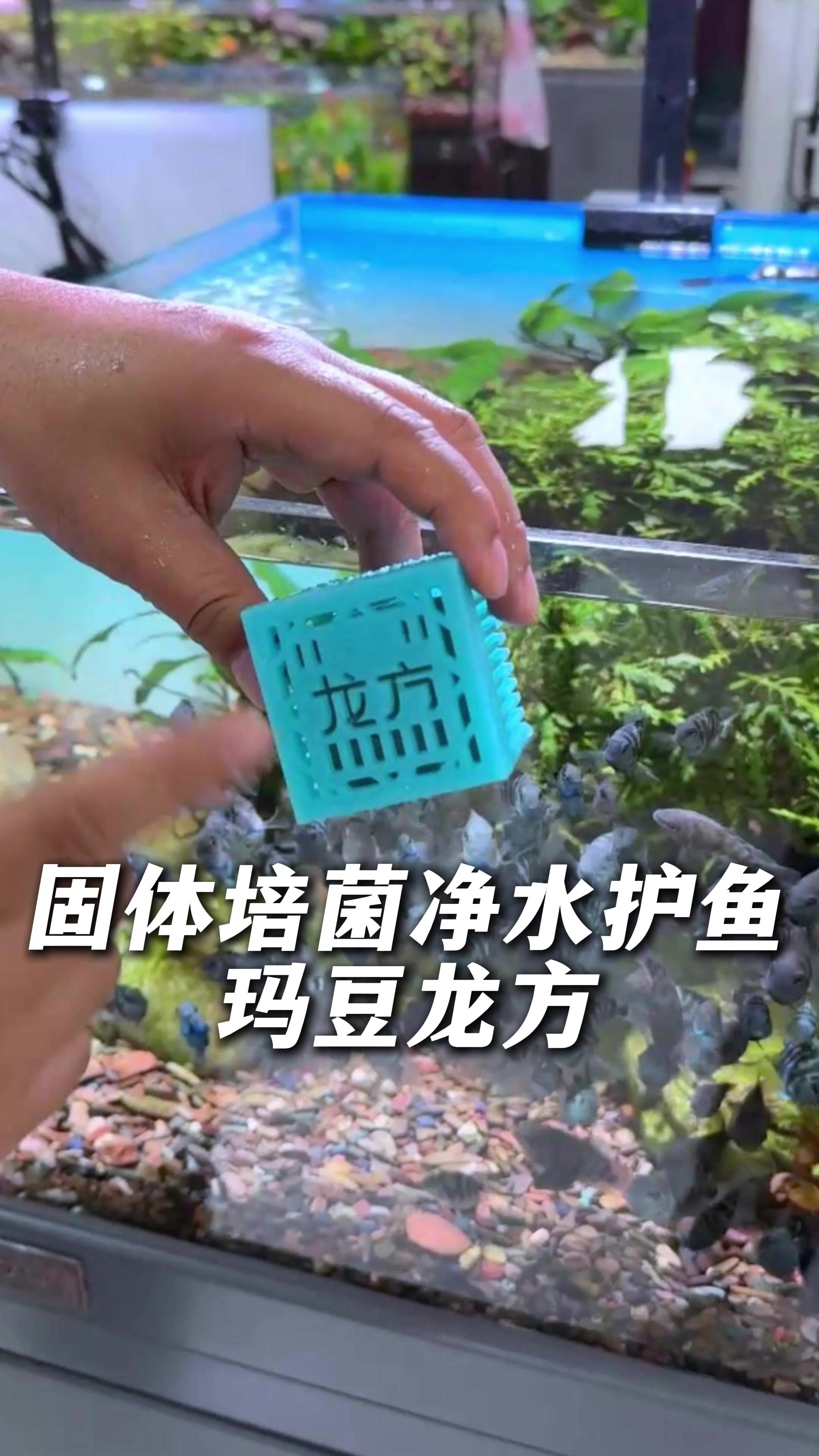 新开缸想要快速建立硝化系统,可以试试这个玛豆龙方。 #玛豆龙方 #菌...