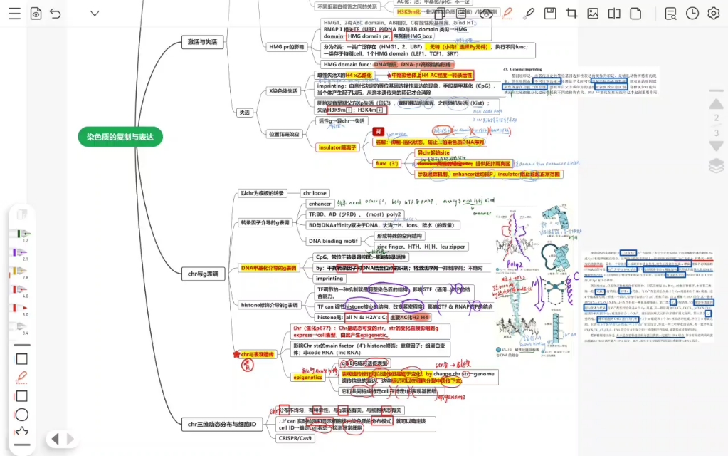 【细胞生物学】染色质的复制与表达/修复、激活与失活、基因表达...