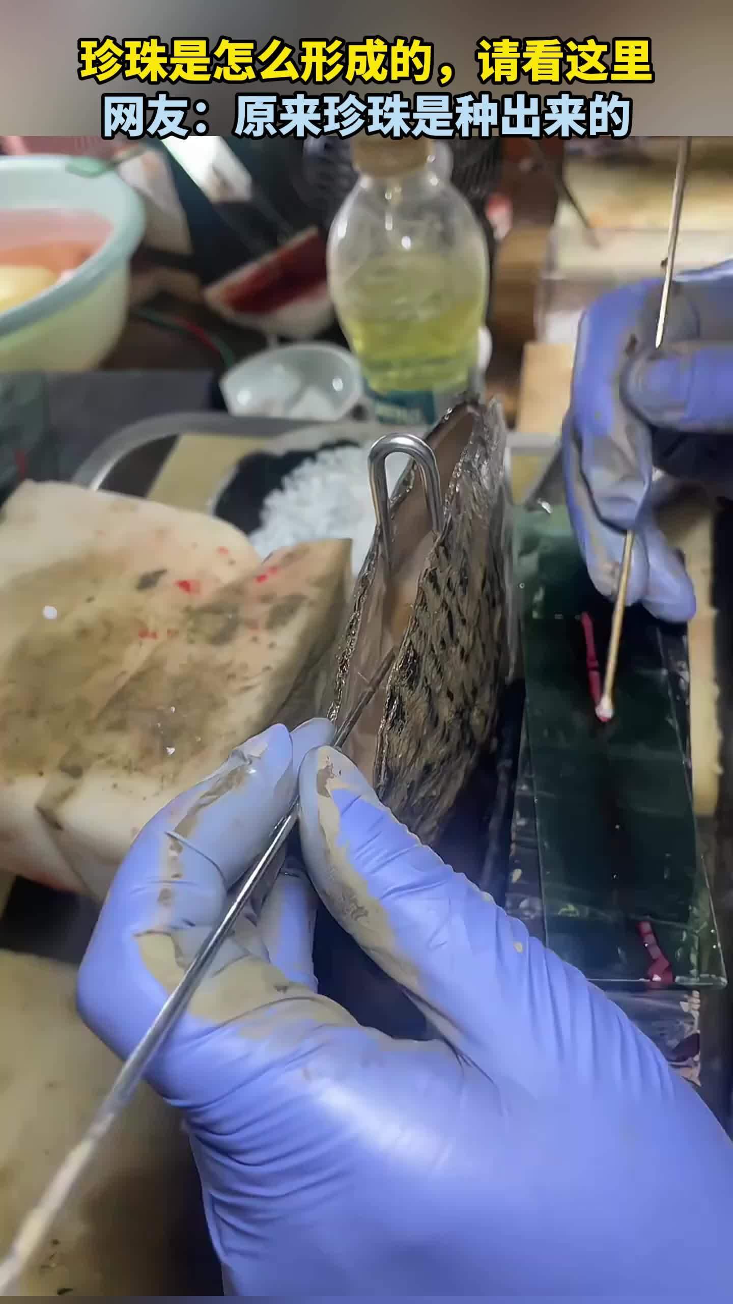 珍珠是怎么形成的,请看这里。网友:原来珍珠是种出来的。