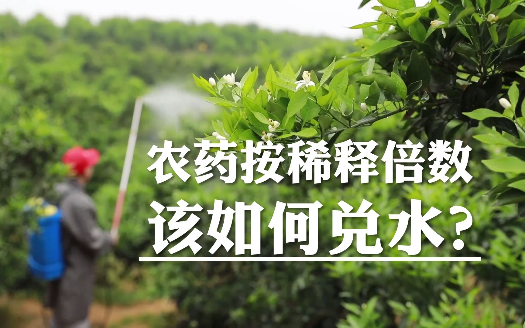 农药按稀释倍数该如何兑水? 掌握这2个套路,轻松学会!