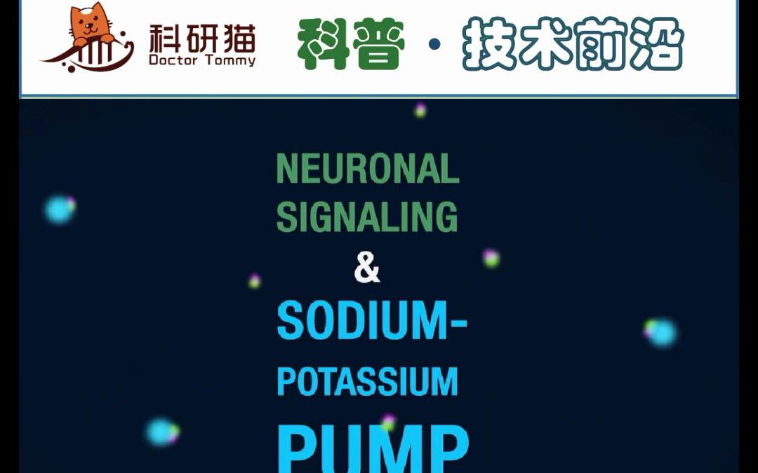 动作电位传导和钠钾泵