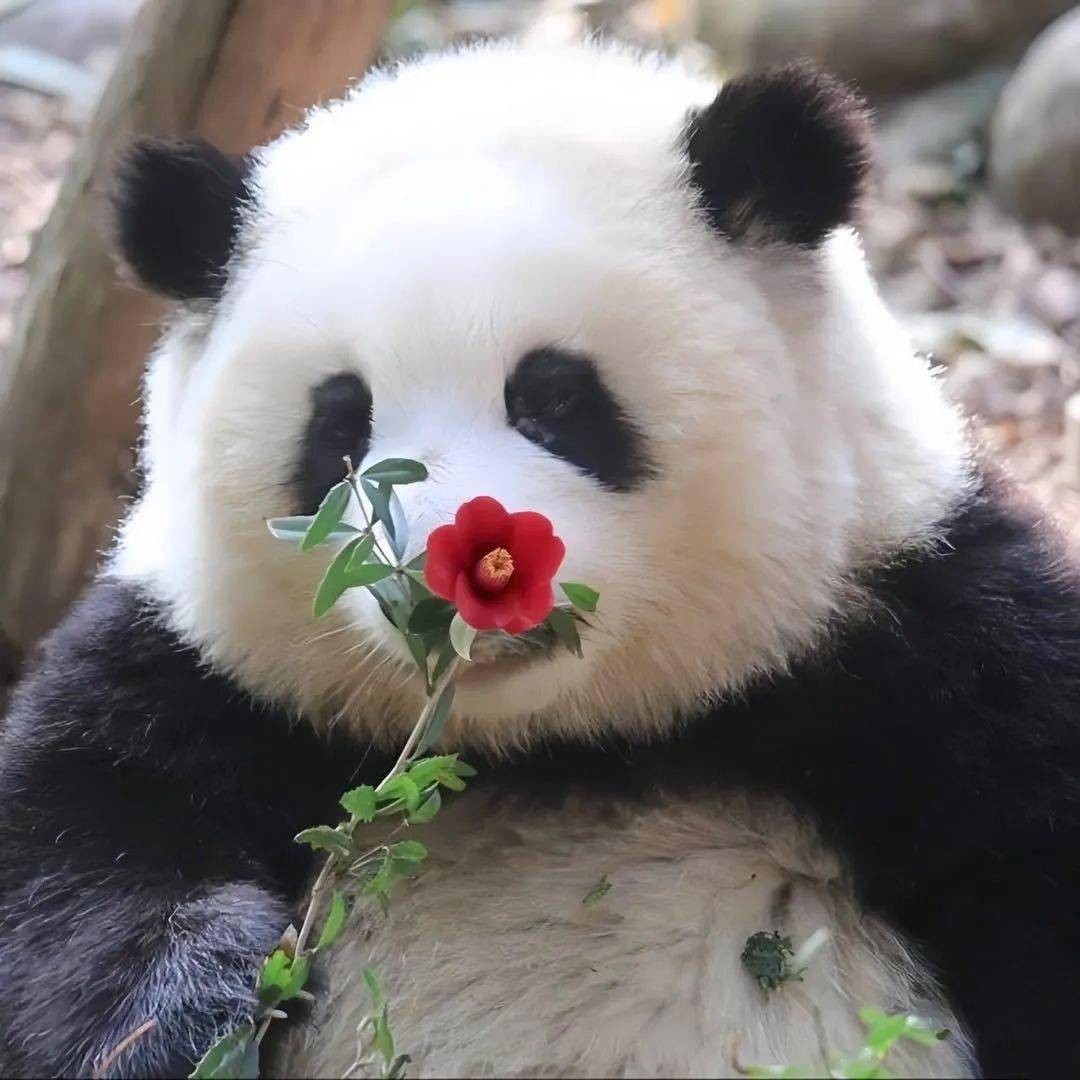 慕桐老师 