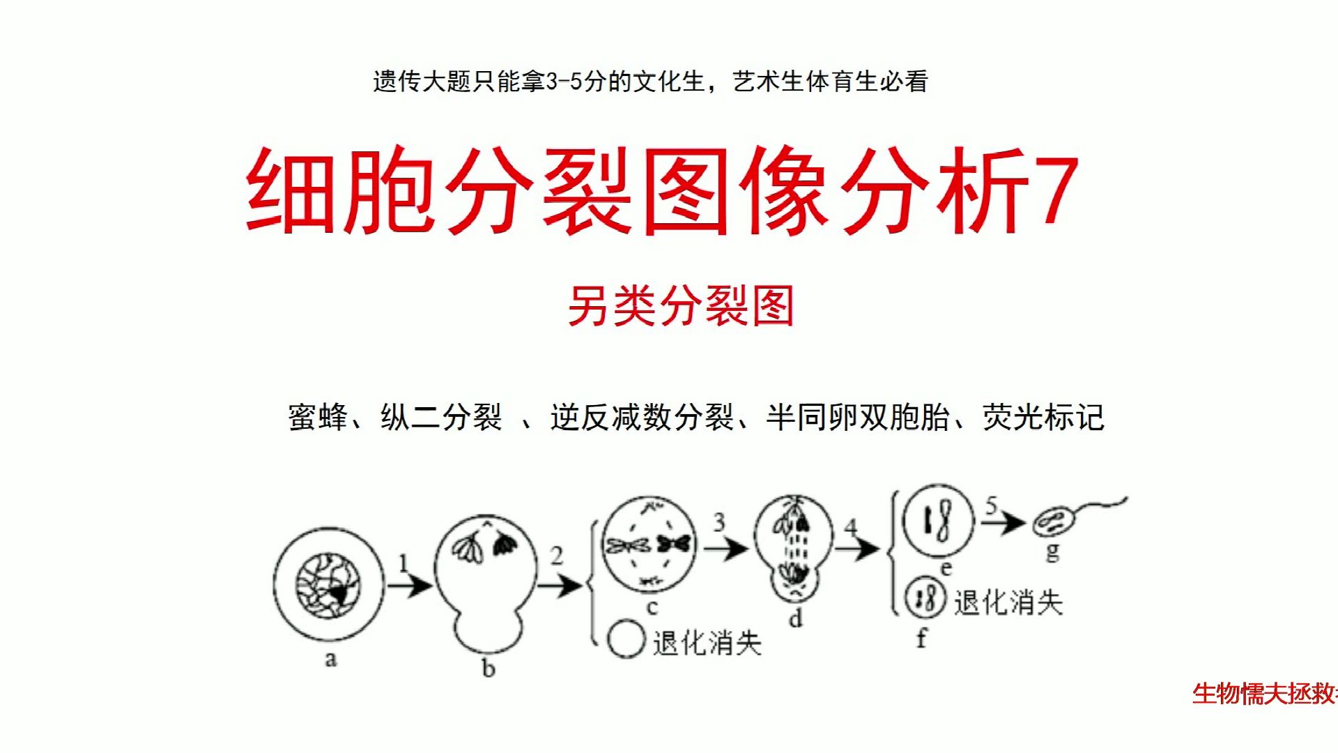 细胞分裂图像分析7---蜜蜂、纵二分裂、孢子体、荧光标记、半同卵...