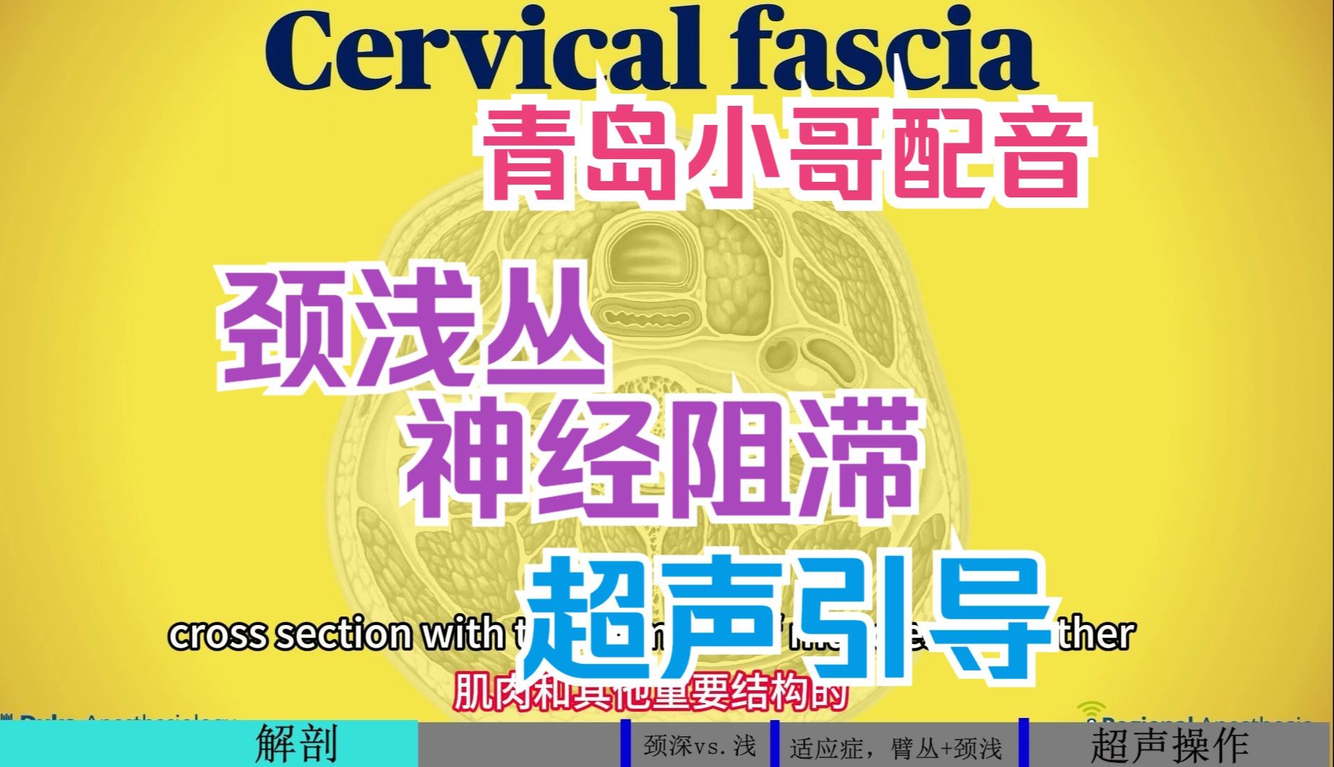 【麻醉技术】超声引导下颈浅丛神经阻滞 青岛小哥配音 慢速0.8 双语...
