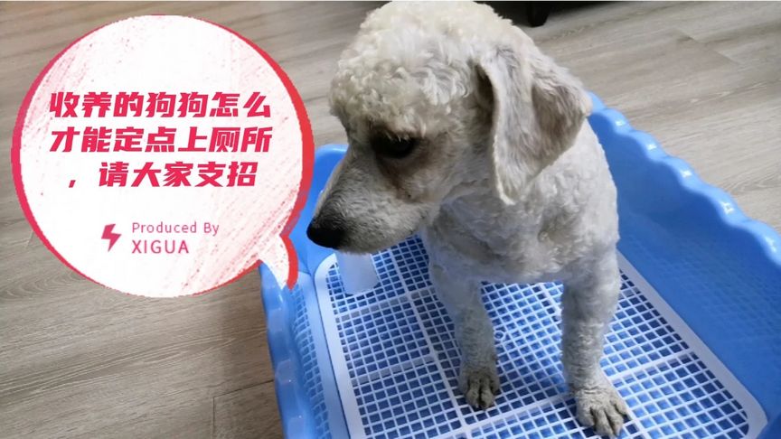 收养的流浪狗狗,怎样才能训练成定点上厕所,请大家支招