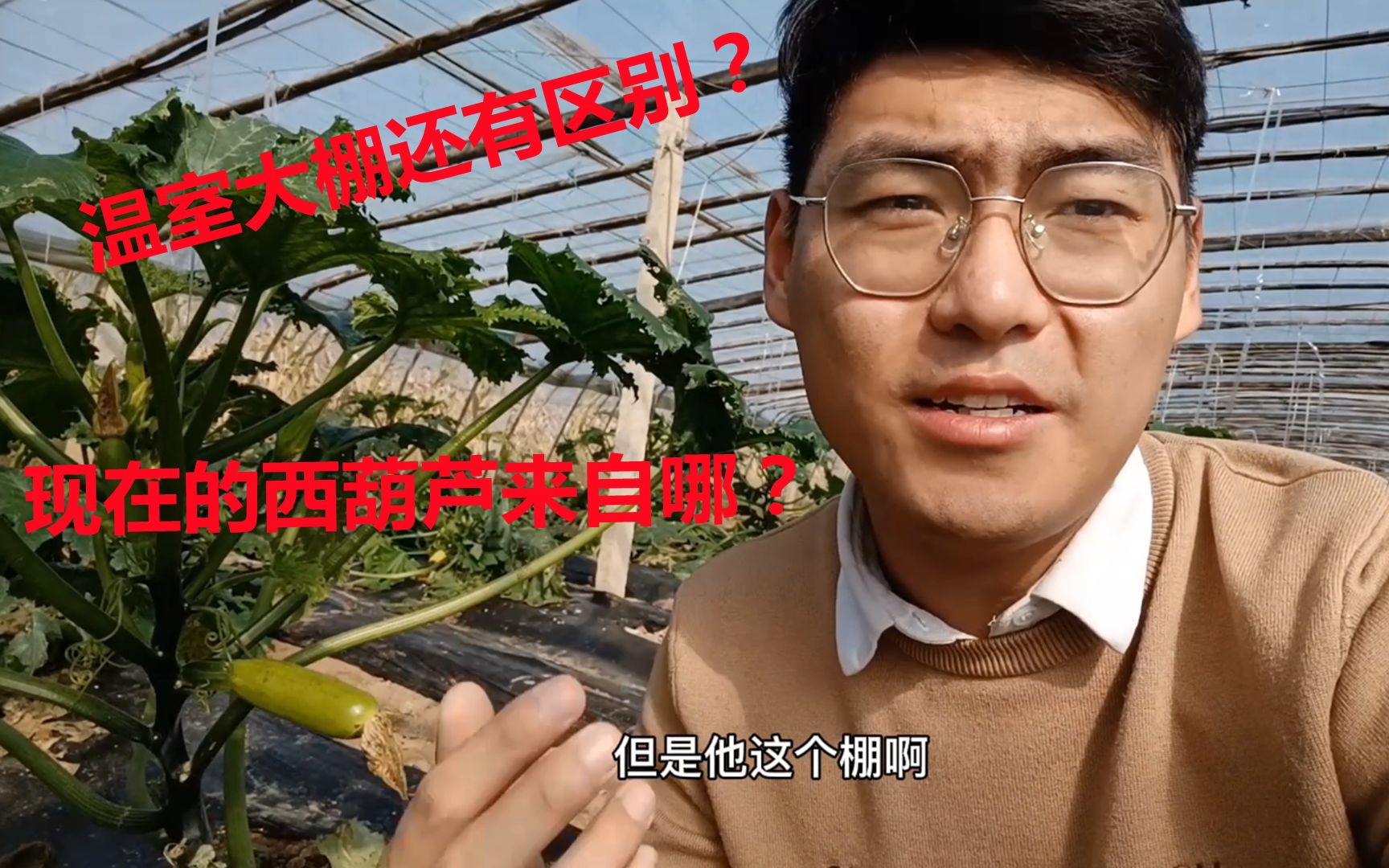 大棚与冷棚有啥区别?小伙带你去看温室冷棚里的西葫芦是啥样