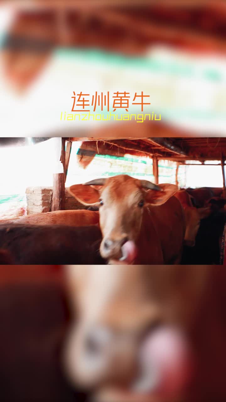 我是一个当牛郎,养的牛儿肥又壮#三农#连州黄牛#放养#天然养殖