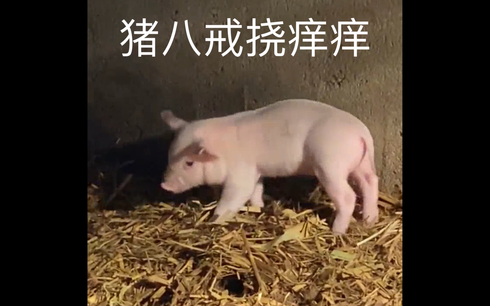 快来看!我有你挠痒痒的视频!
