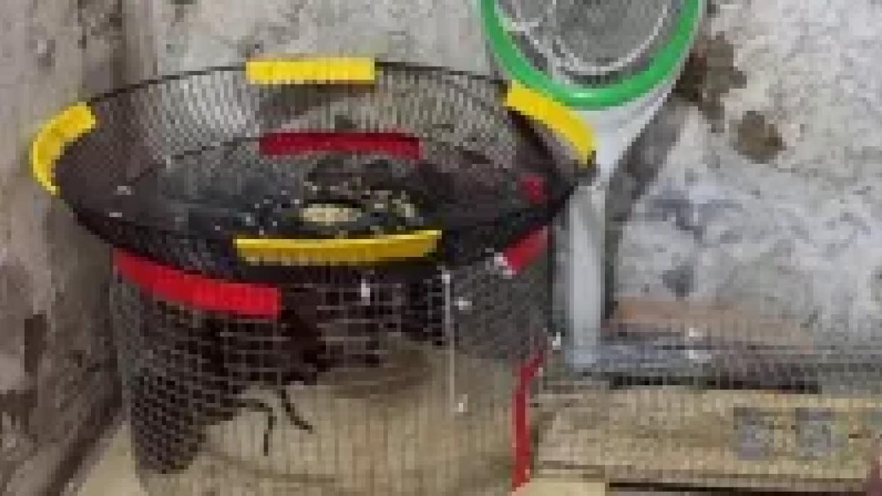 捕鼠有技巧,你还在用老套的捕鼠器吗,带你了解一下什么叫高级捕鼠器