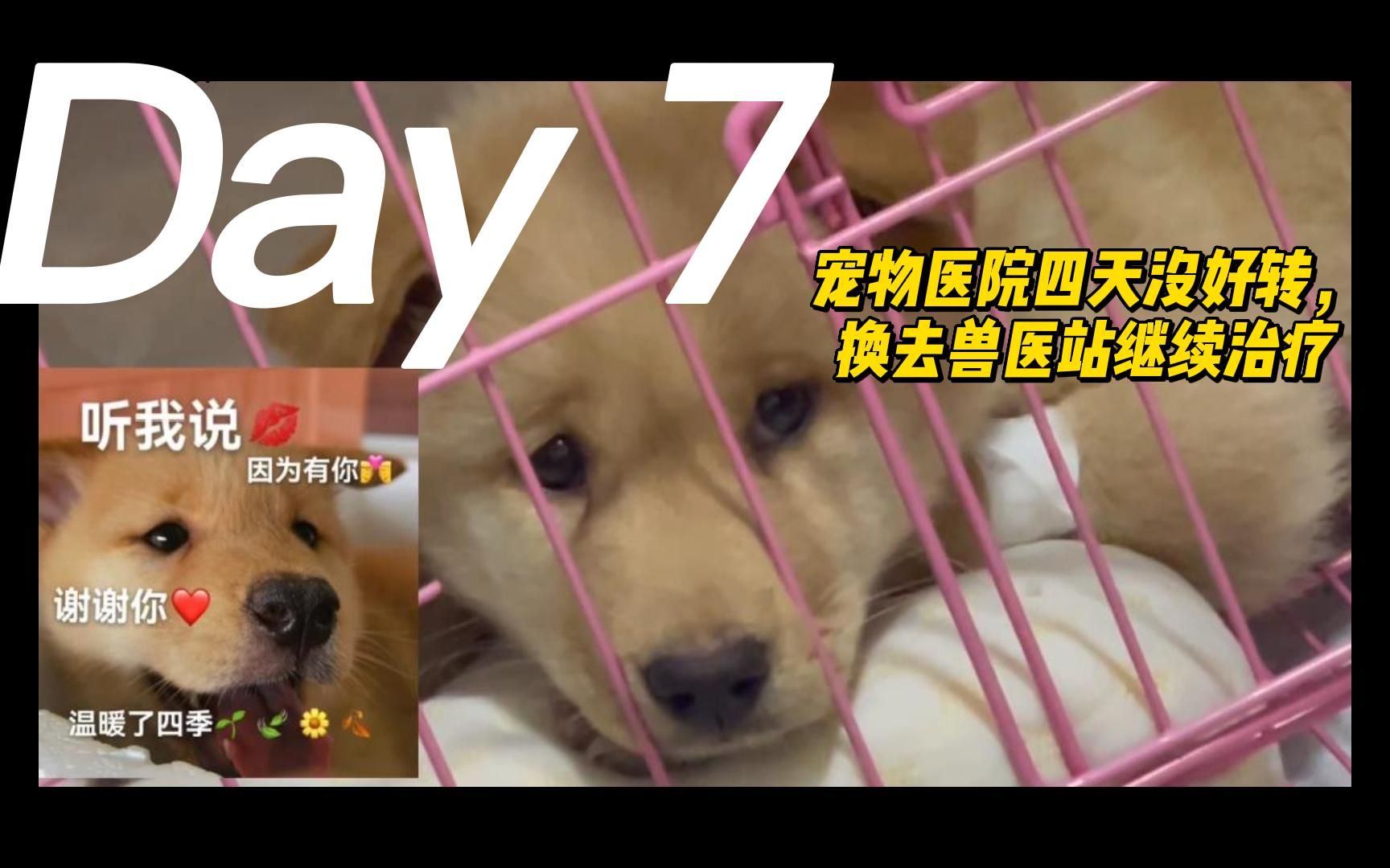 细小冠状小狗-转去兽医站治疗(宠物医院四天花费3700)