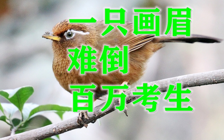 2022高考语文甲卷《画眉禽》可笑的误解