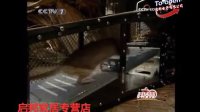 荟萃连续性捕鼠笼