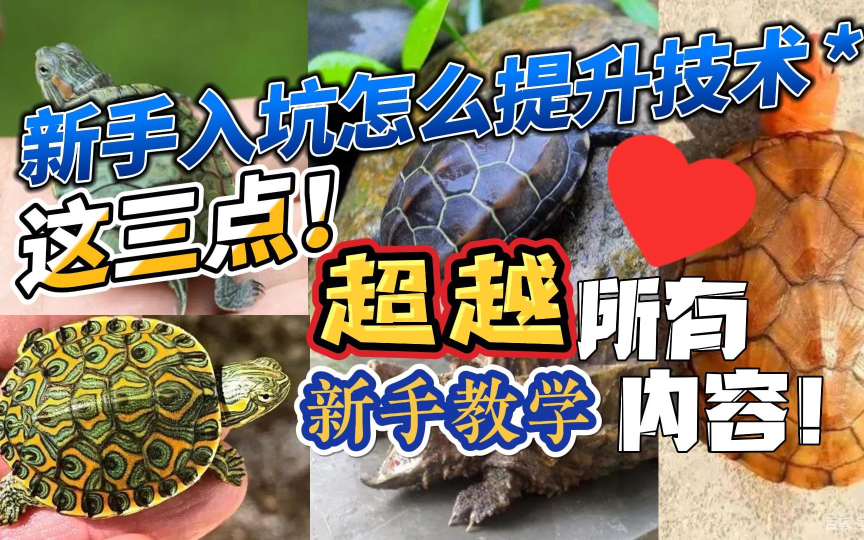 刚入坑想快速提升技术?做到这三点比任何新手养龟视频都有用!