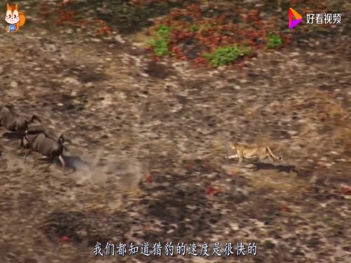 猎豹和赛车比速度,本以为猎豹会赢,结果却是这样