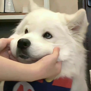 呆呆很穷啊 