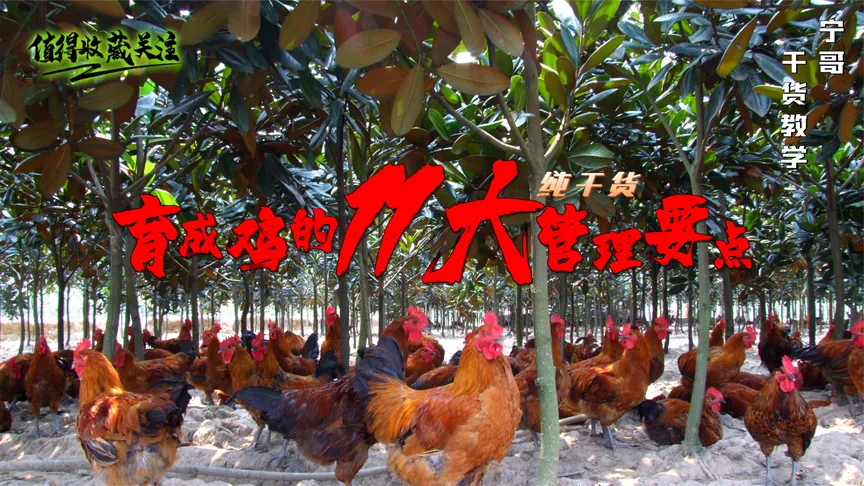 【学养鸡】育成鸡饲养管理:育成鸡的11个管理要点,纯干货!