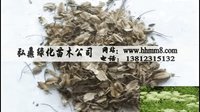 苗木种子 林木种子