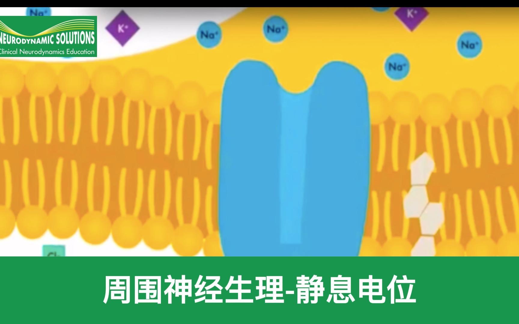 周围神经生理-静息电位