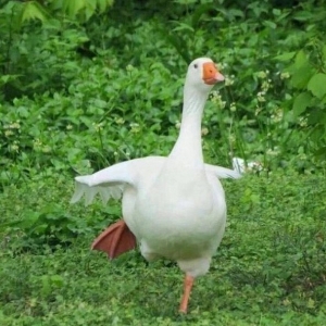 -独鹤与飞- 