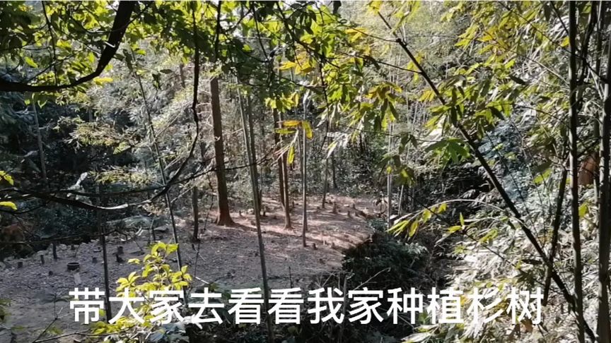 杉木收购价格大跌,村民们今年还会种杉树吗?