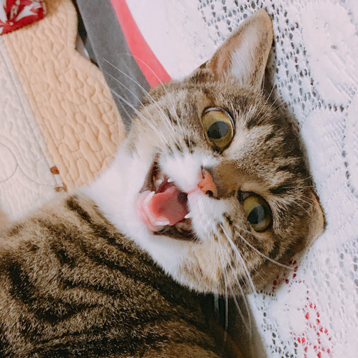 奥利奥根本扭不开ing 